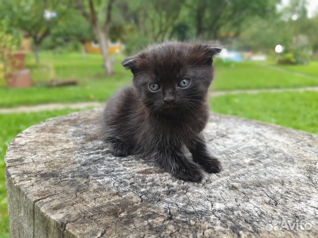 Кошечка
