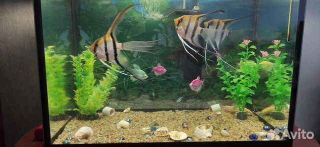 Скалярии в добрые руки