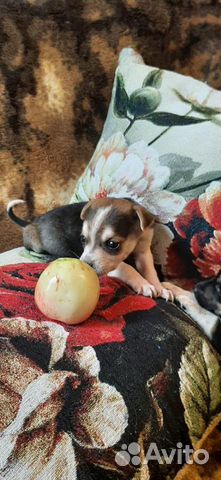 Щенки чихуахуа(помесь)