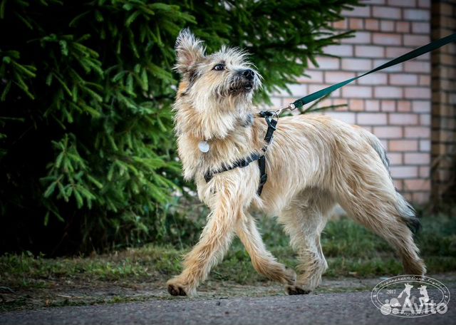 Миниатюрный бриар Лола в дар