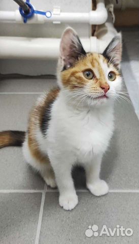 Котёнок