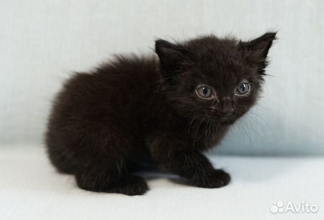 Котенок ищет дом