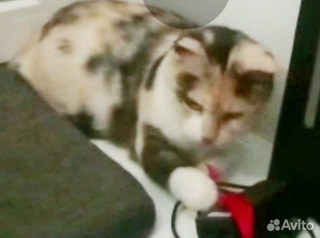 Игруля трёхцветная кошечка красотуля