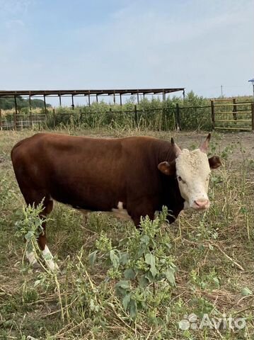 Быки на племя