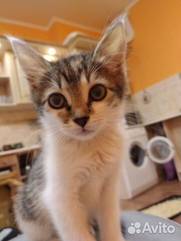 Неженка котенок