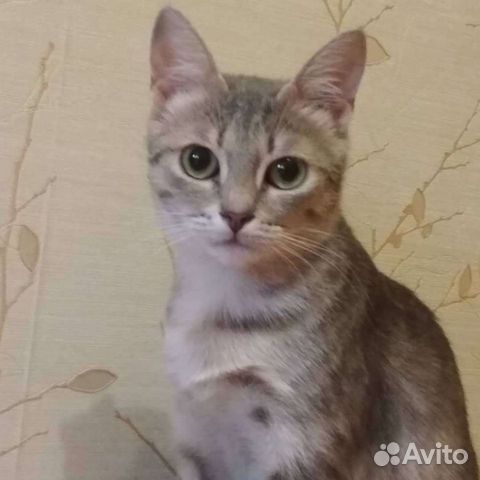 Кошка в дар