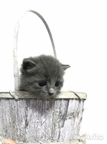 Русская голубая кошка