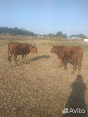 Бычок и теленок