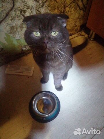 Шотландский вислоухий кот