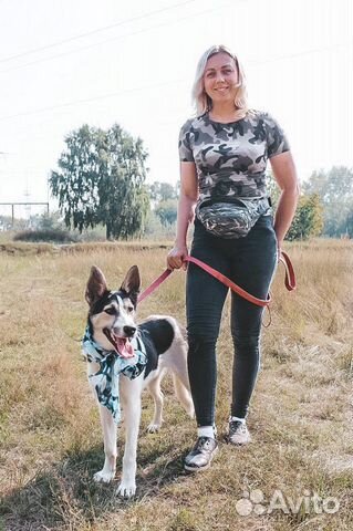 Собаку вернули обратно в приют через 2 дня