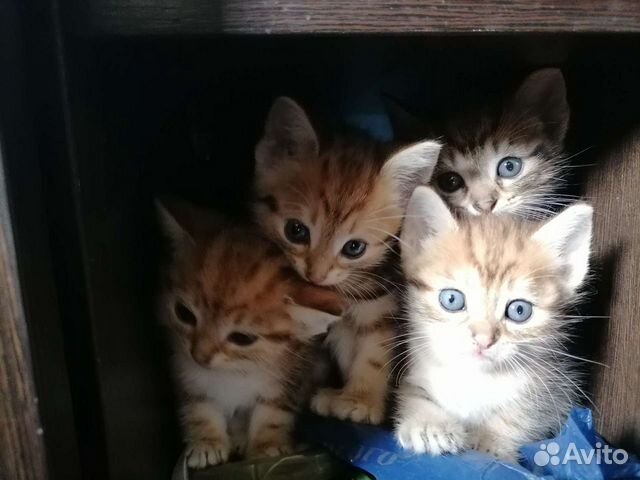 Котята с необычным окрасом