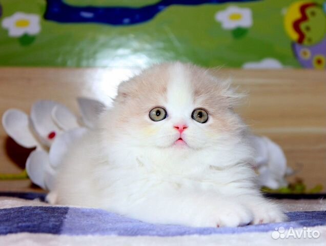 Шотландская вислоухая