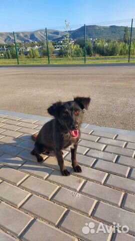 Собаки в дар бесплатно