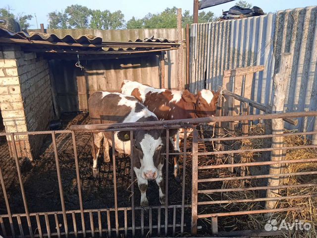 Продаю телочек