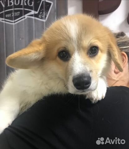 Вельш корги пемброк кобель