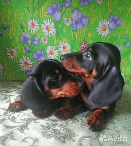 Миниатюрная такса