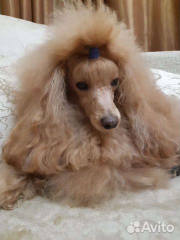 Щенки пуделя абрикосового окраса