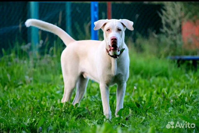 Щенок немецкого дога в дар