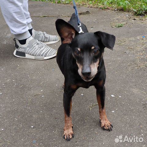 Цвергпинчер I Карликовый доберман