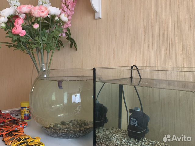 Аквариумные рыбки петушки + аквариумы бесплатно