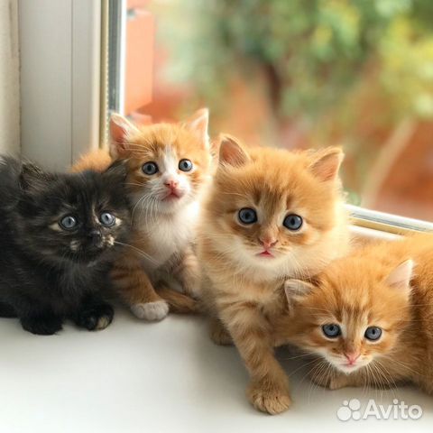 Сибирская кошка