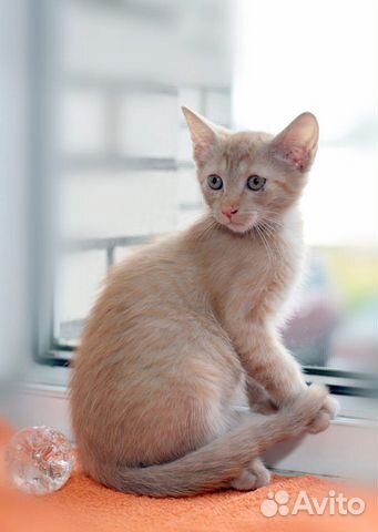 Котёнок людвиг, 3 мес., рыжего окраса