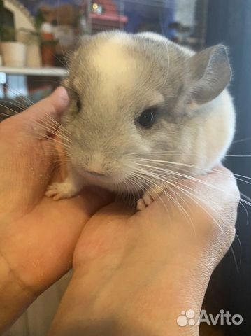 Шиншилла белая, мальчик