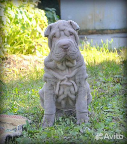 Лиловые девочки