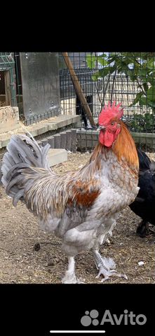 Петух породы Маран