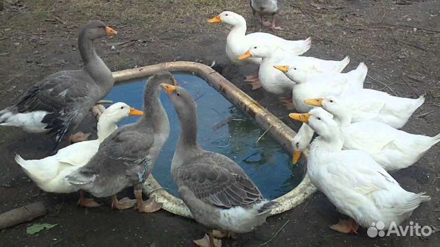 Гусь