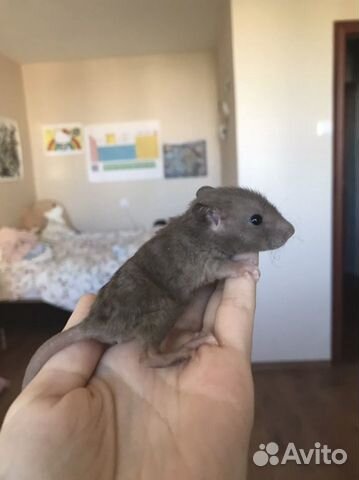 Крысята дамбо бесплатно