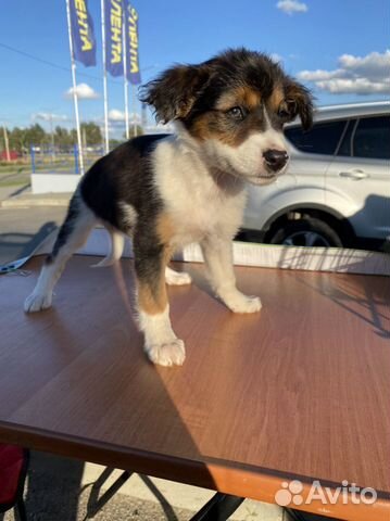 Щенки красивые