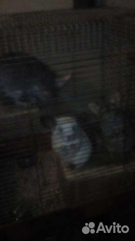 Шиншиллы вместе с клеткой