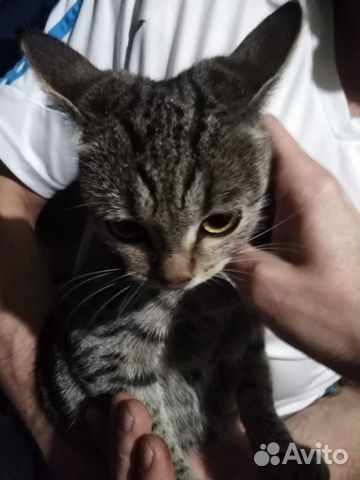Отдам кошечку в добрые руки