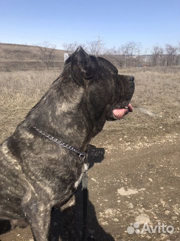 Канарский дог собаки вязка