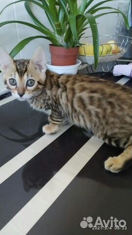 Бенгальская кошечка