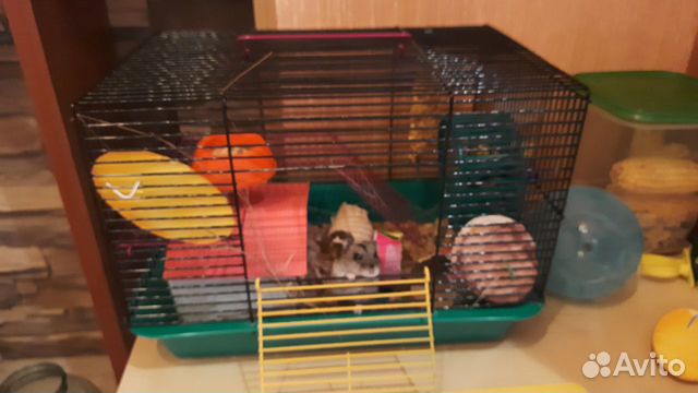 Продам хомяка джунгарского