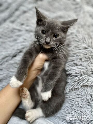 Отдам котенка