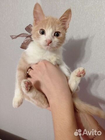 Котëнок