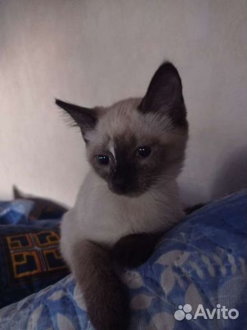 Сиамская Кошкечка в дар