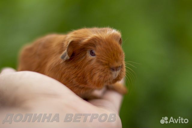 Американский крестед мальчик морская свинка