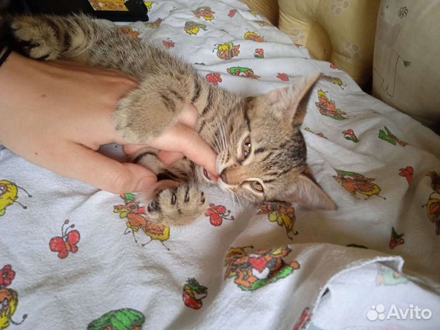 Клавдия гроза мышей