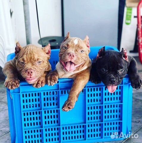 Отдам - Американский булли рассрочка