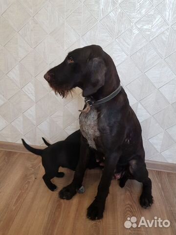 Отдам в добрые руки