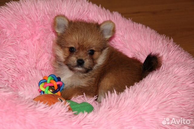 Кукольная Малышка