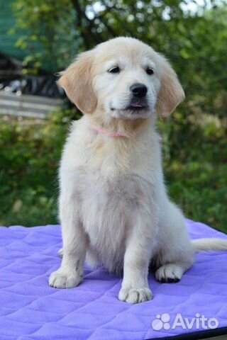 Золотистый ретривер, золотая девочка