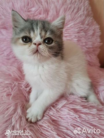 Экзотическая короткошерстная