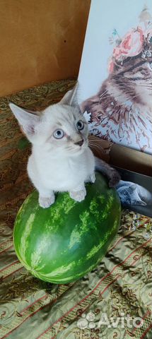Котята