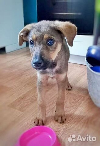 Умная собаня