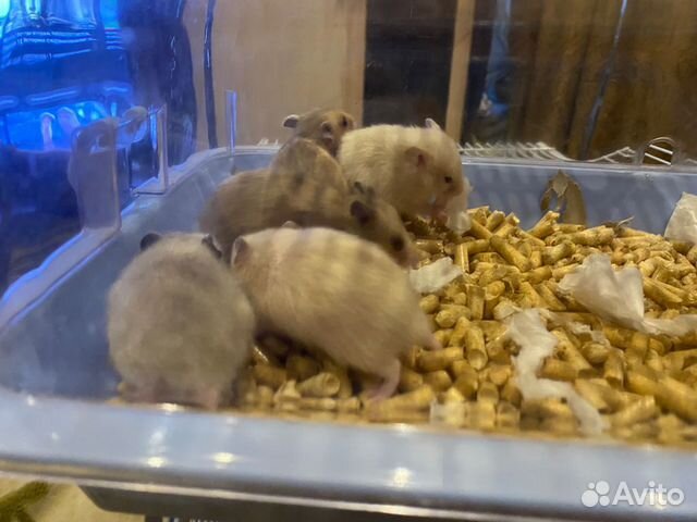 Джунгарский хомяк